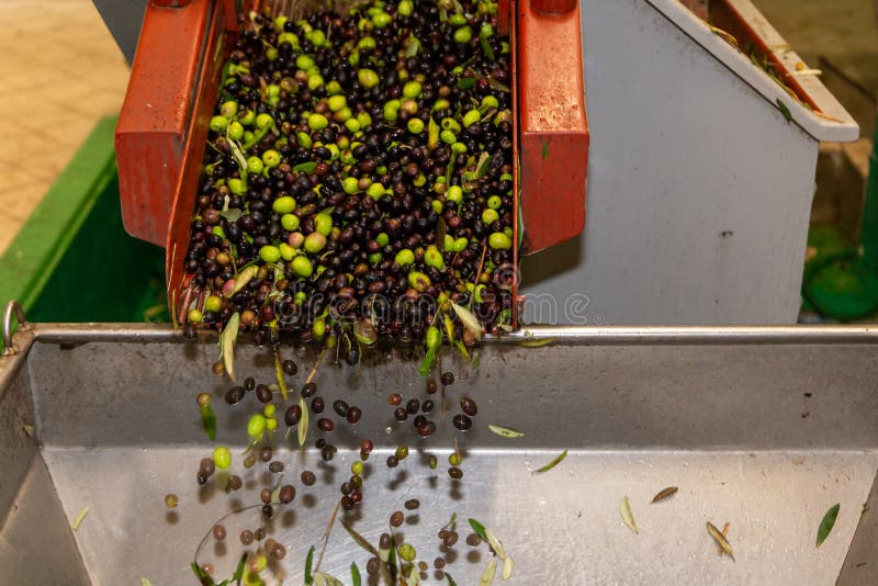 Crusher for Processing Olives into Extra Virgin Olive Oil Stock Image ...
