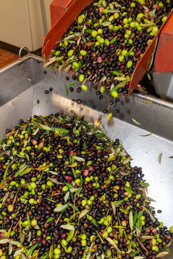 Mill for Processing Olives into Extra Virgin Olive Oil Stock Photo ...