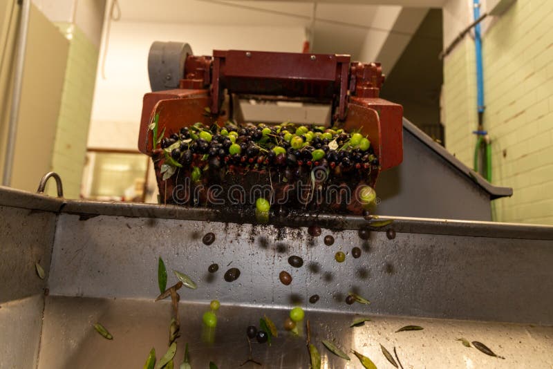 Mill for Processing Olives into Extra Virgin Olive Oil Stock Image ...