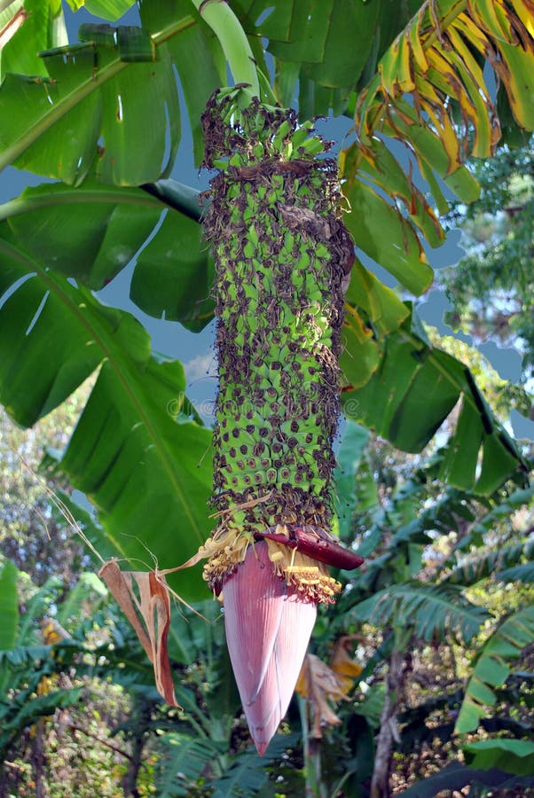 Mille bananes de doigts image stock. Image du cosse, botanique - 38218945