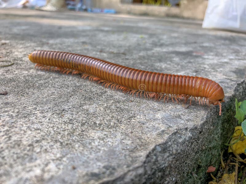Mille-pattes photo stock. Image du animal, pattes, segment - 130674136