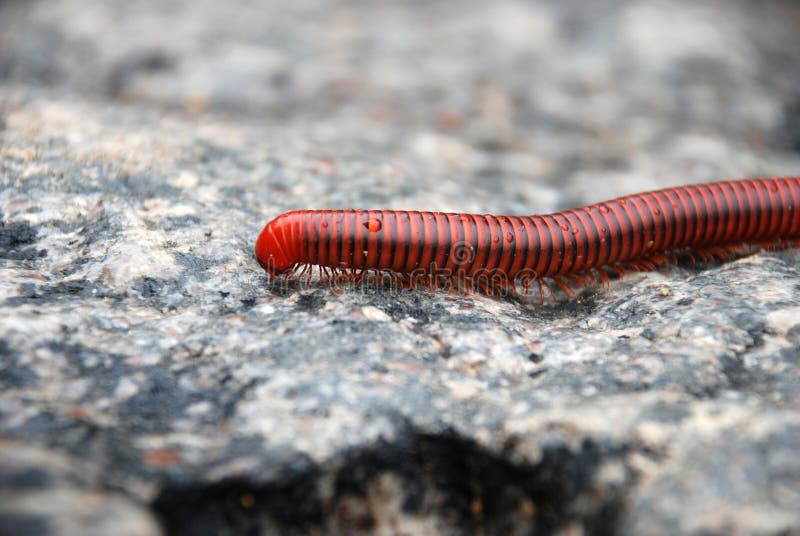 Mille-pattes photo stock. Image du pieds, rouge, insecte - 8981148