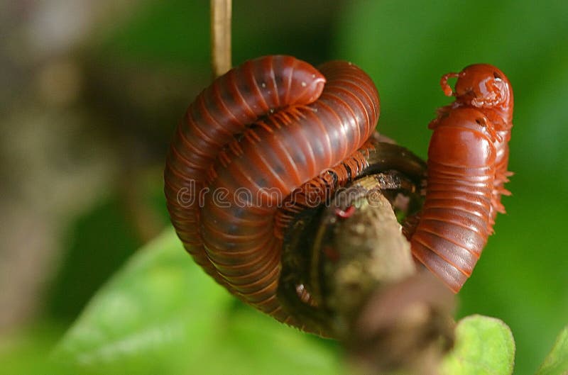 Mille-pattes De Accouplement Image stock - Image du rouge, accouplement ...