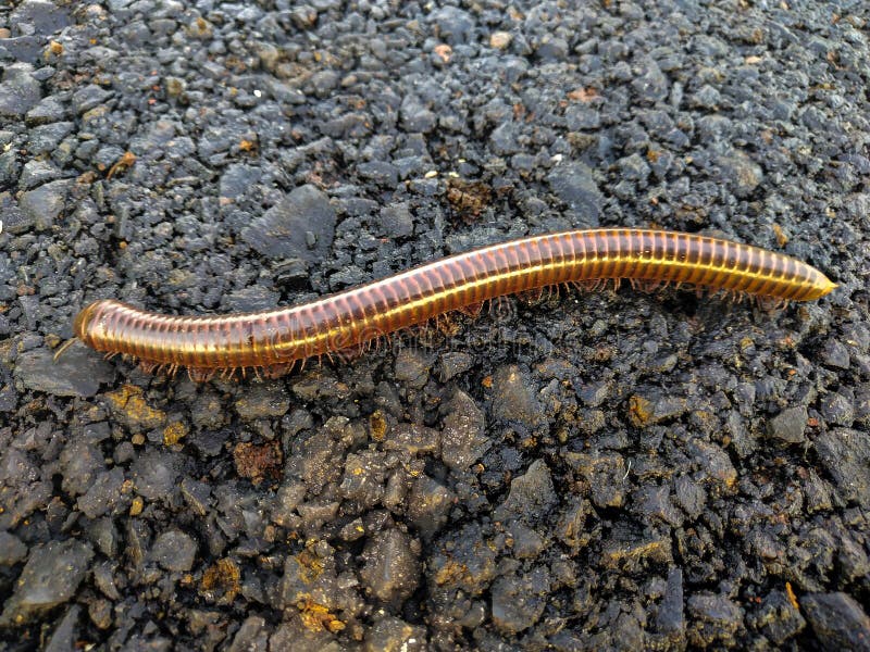 Insecte De Mille-pattes Marchant Sur La Terre Photo stock - Image du ...