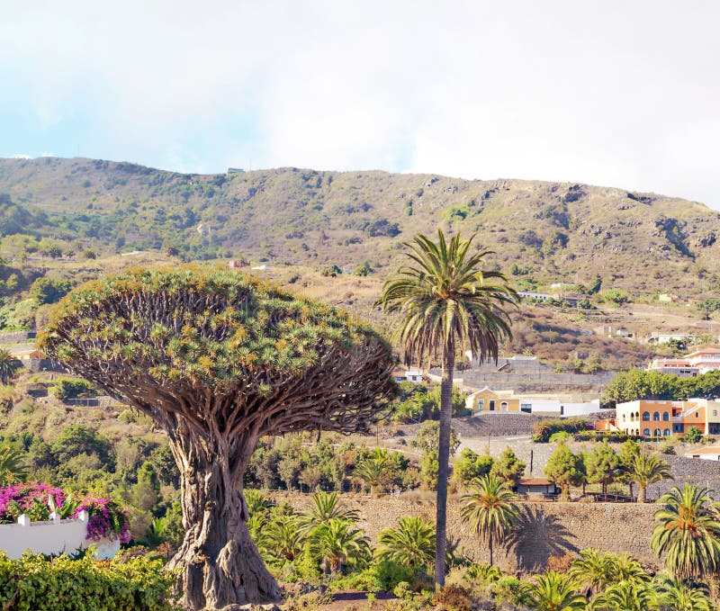 Millenary Dragon Tree on the Island of Tenerife Stock Image - Image of ...