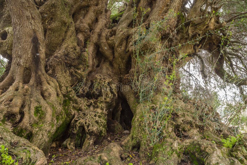 Millenary olive tree stock photo. Image of millenary - 87684770