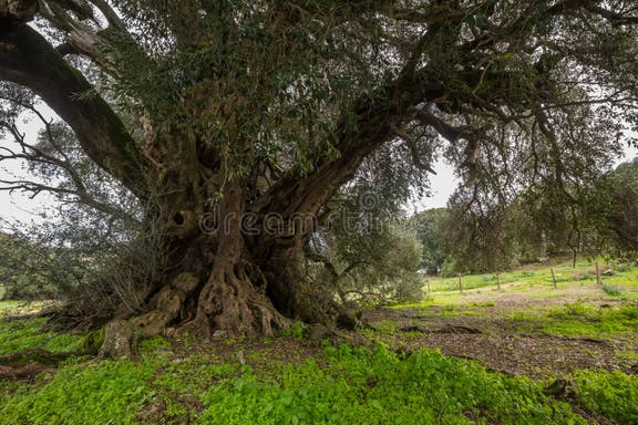 Millenary olive tree stock photo. Image of santu, sardinia - 87684814