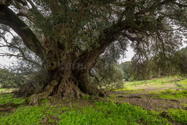 Millenary olive tree stock photo. Image of santu, sardinia - 87684814