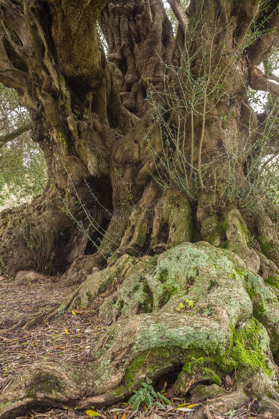 Millenary olive tree stock image. Image of santu, albero - 87684827