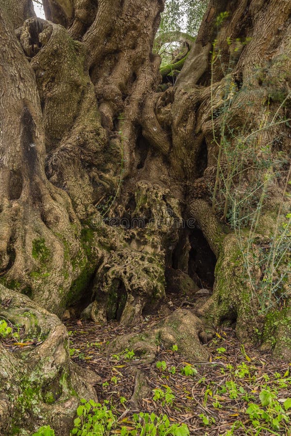 Millenary olive tree stock photo. Image of root, ozzastru - 87684878