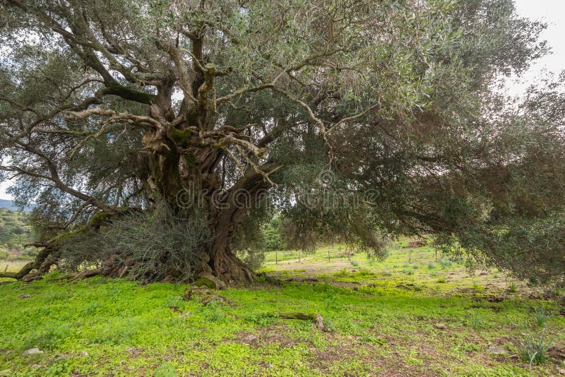 Millenary olive tree stock photo. Image of santu, sardinia - 87684814