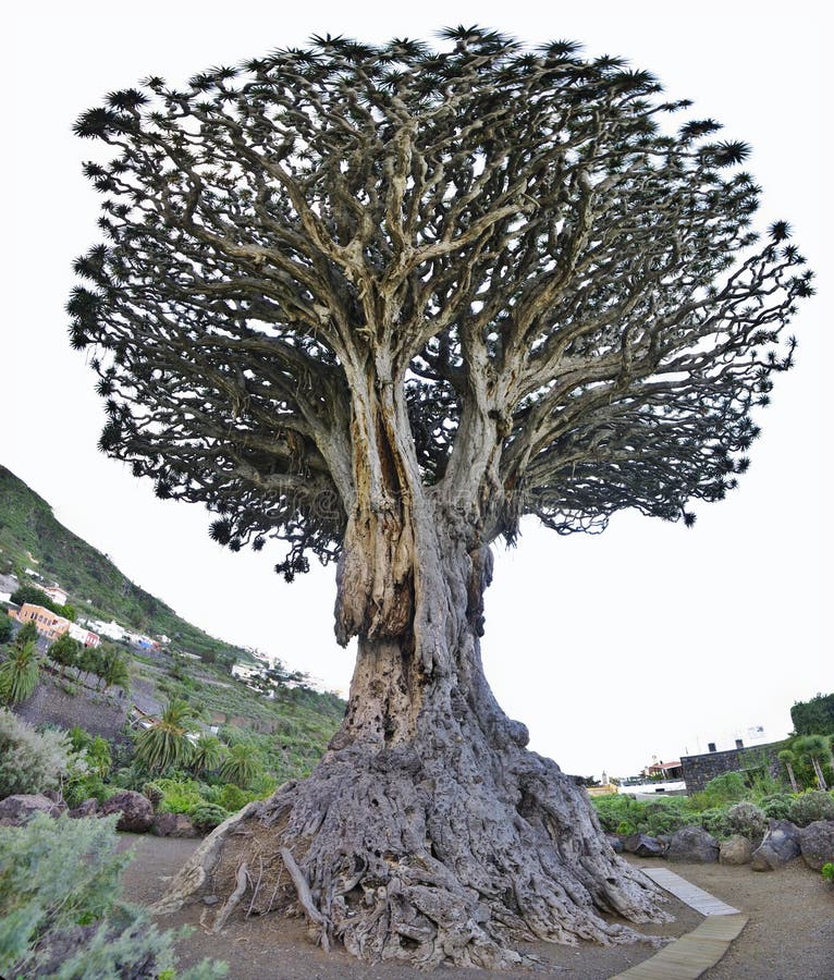 Millenium Dragon Tree (Dracaena Draco). Stock Photo - Image of tree ...