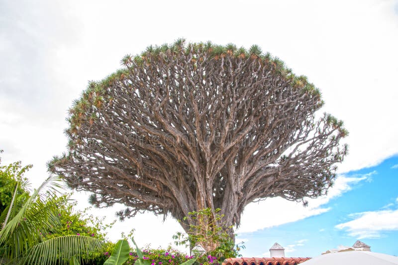 Millennial Drago tree stock photo. Image of brown, botany - 47983766