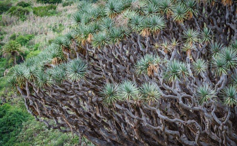 Millennial Dragon Tree Detailed View of Leafs in Tenerife Stock Photo ...