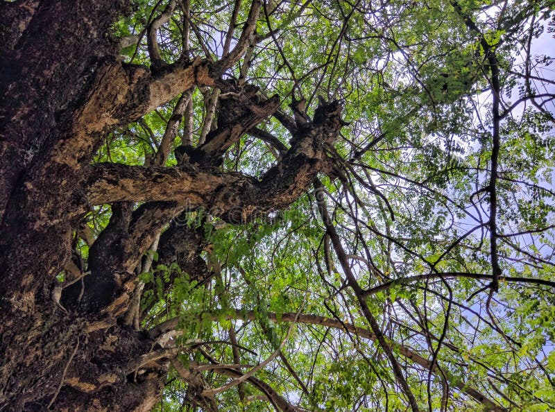 Millennial tree stock photo. Image of tree, green, nature - 97528010