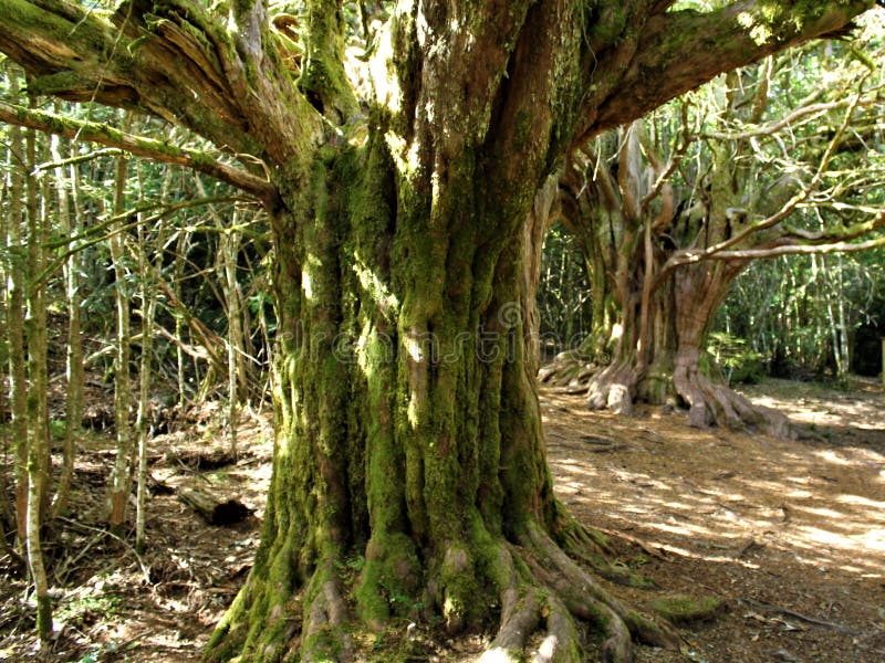 Millennial yew forest stock photo. Image of green, deciduous - 206201628