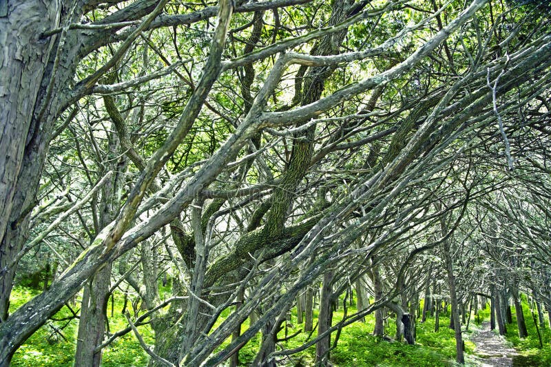 Millennial yew grove stock photo. Image of foliage, beautiful - 19921604