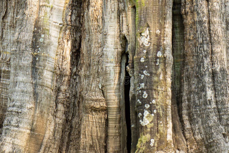Millennium Teak Tree Trees in the Forest./Background/texture. Stock ...