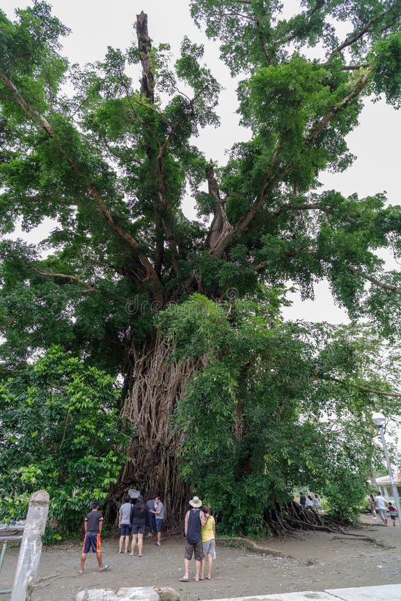 Millennium tree in baler editorial photography. Image of plant - 83528127