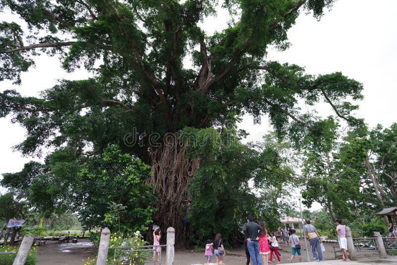 Millennium tree in baler editorial stock image. Image of millennium ...