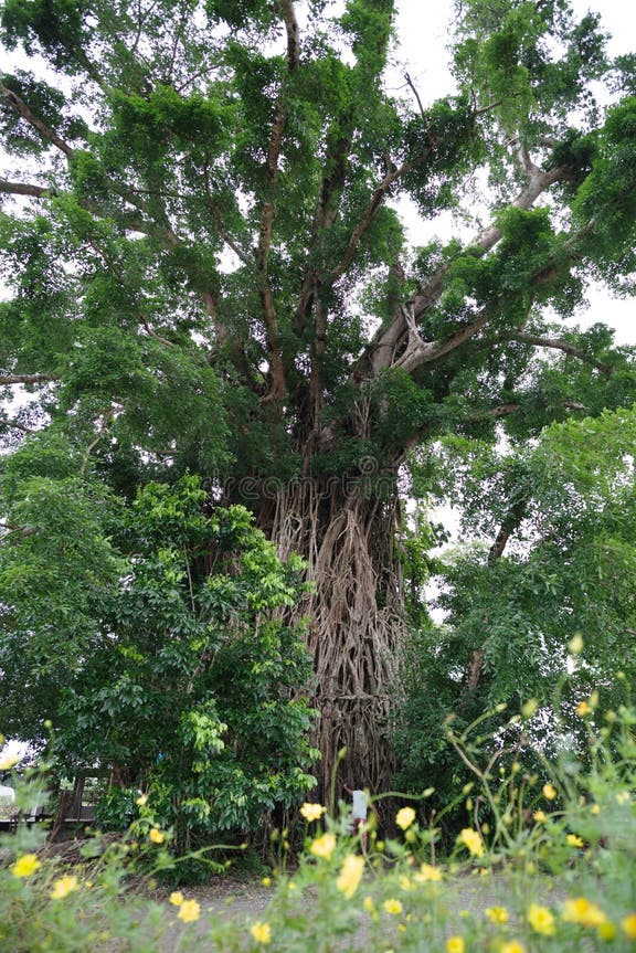 Millennium tree in baler stock photo. Image of biome - 83528430