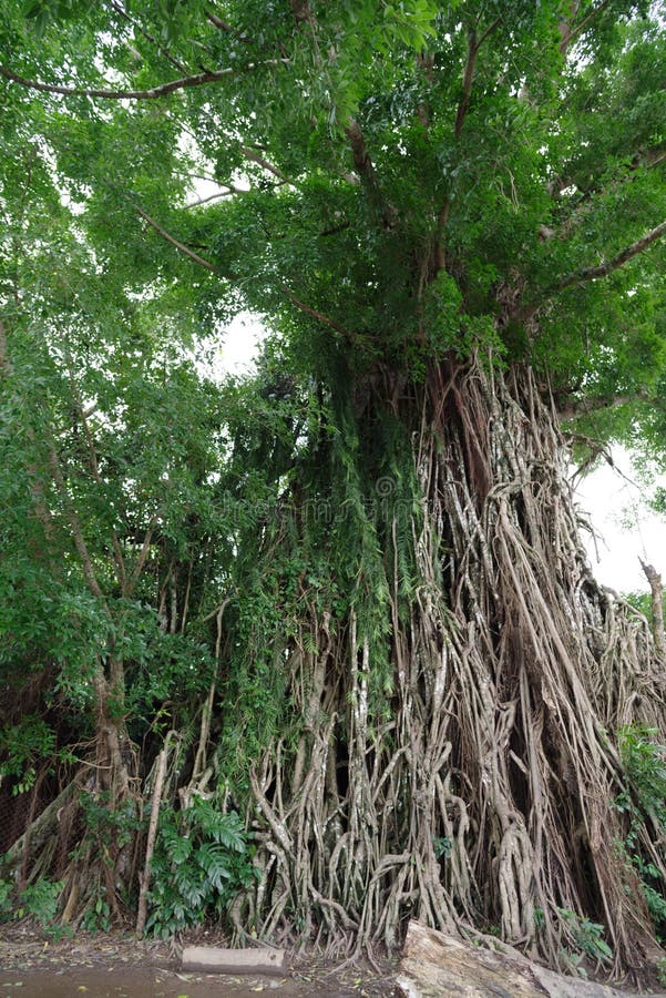 Millennium tree in baler stock image. Image of jungle - 83528481