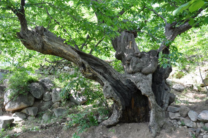 Millennium Trees of the United States Stock Image - Image of quiet ...