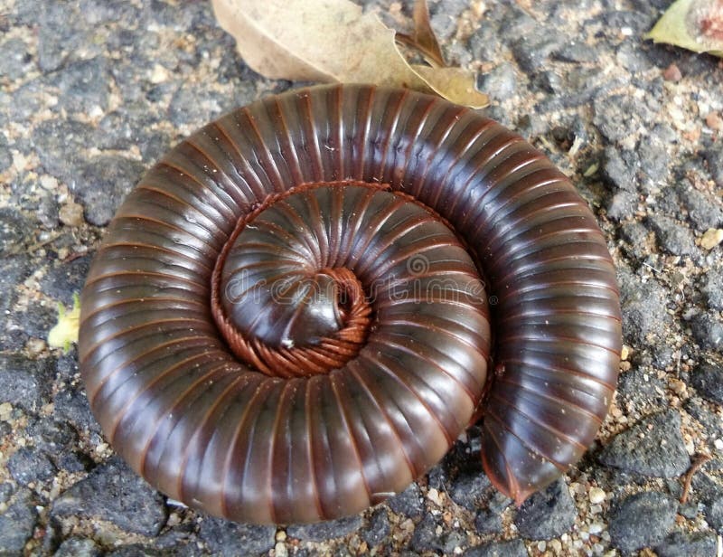 Millepede stock photo. Image of rain, 1000, village - 135108178