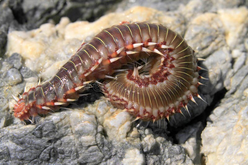 325 Millepede Stock Photos - Free & Royalty-Free Stock Photos from ...