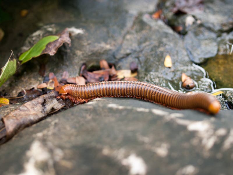 Miriapodi Del Millepiedi Macro Su Una Foglia Verde Fotografia Stock ...