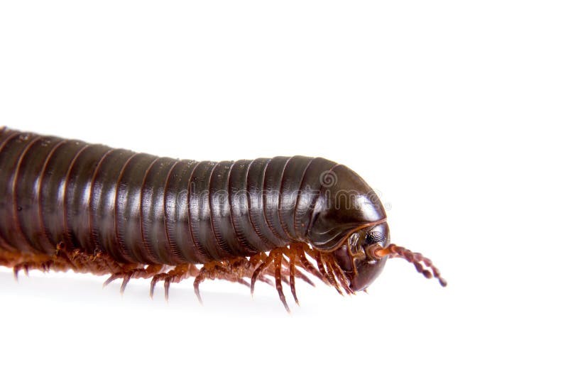 Millepiedi, Myriapoda Su Sfondo Bianco Immagine Stock - Immagine di ...