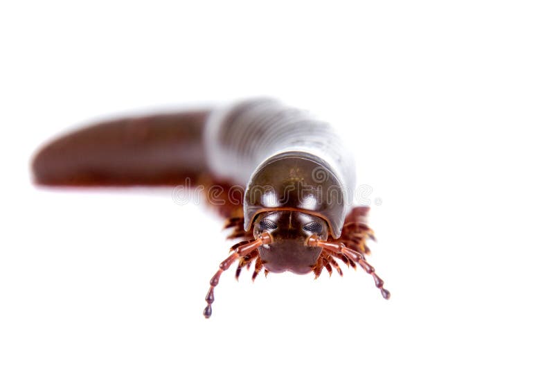 Millepiedi, Miriapodi Su Bianco Immagine Stock - Immagine di chiusura ...