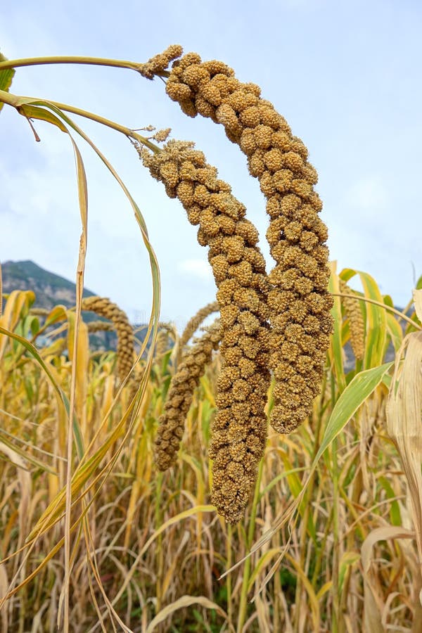 Millet photo stock. Image du agriculture, jaune, collectes - 34334918