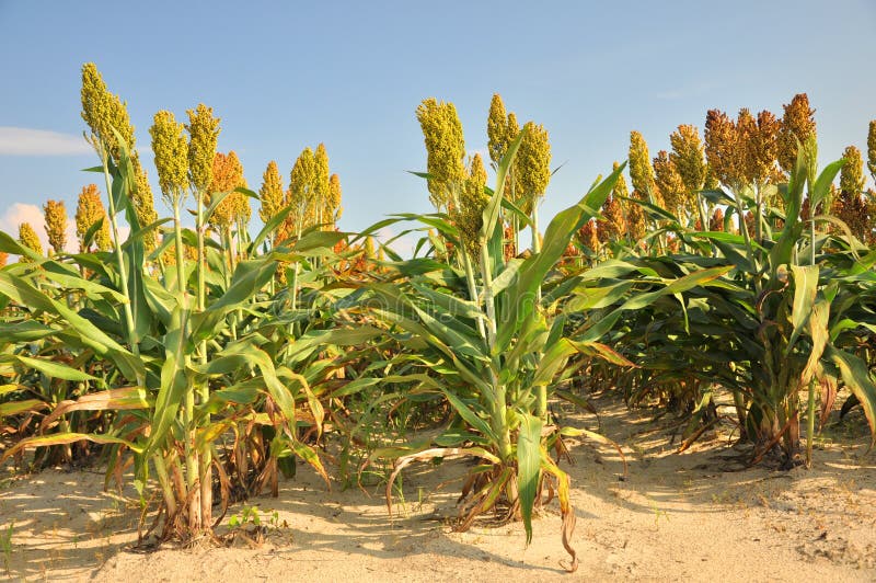Millet stock image. Image of plants, grain, cereal, breakfast - 10736293