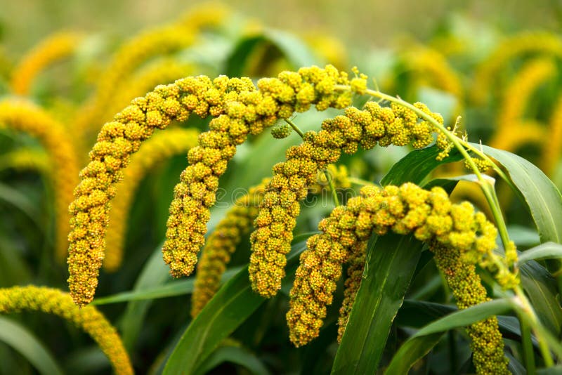 Millet stock photo. Image of fall, autumnal, eating, autumn - 34334918