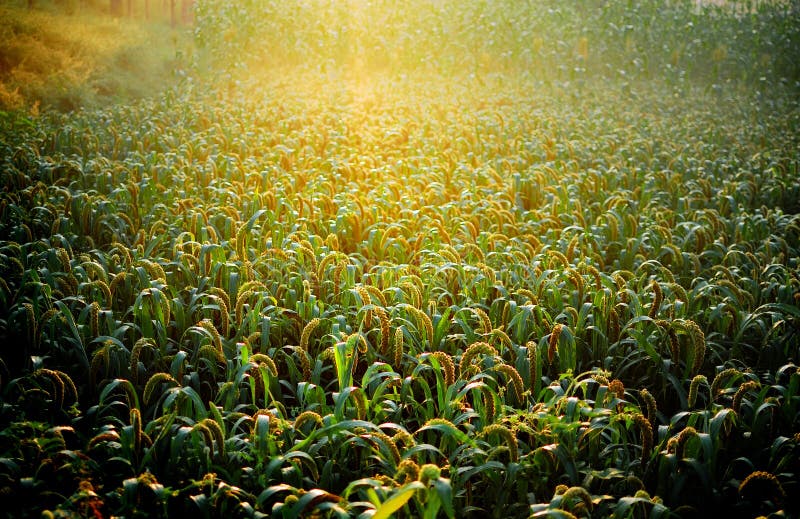 Millet stock photo. Image of agricultrue, field, green - 16250100