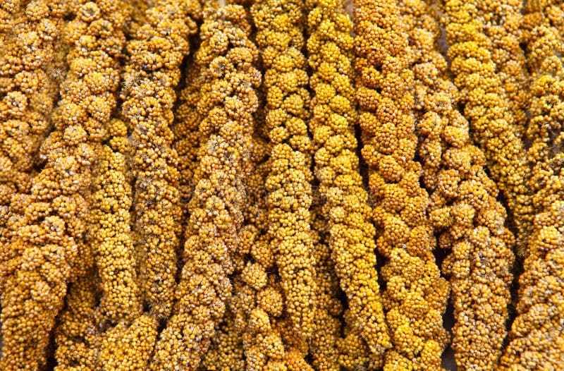 Millet stock photo. Image of cereal, kernel, staple, grain - 15858080