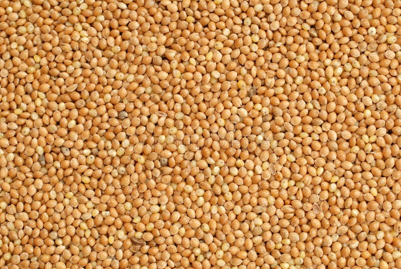 Millet stock image. Image of balance, kitchen, round, healthy - 1880993