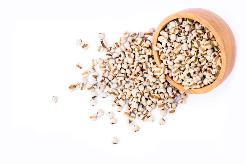 White Job`s Tears Adlay Millet or Pearl Millet Stock Photo - Image of ...