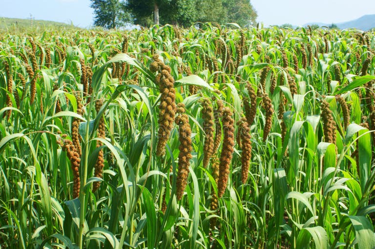 40,239 Millet Stock Photos - Free & Royalty-Free Stock Photos from ...