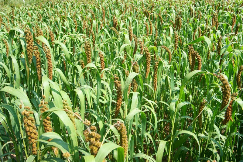 Millet stock photo. Image of fall, autumnal, eating, autumn - 34334918