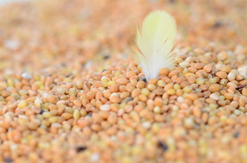 Millet stock photo. Image of growing, birdfeeder, care - 27185326