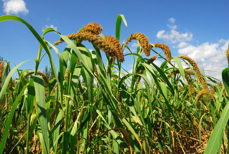 Millet stock image. Image of plants, breakfast, petrol - 10736293