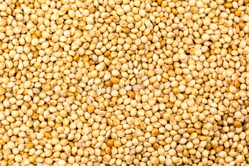 Millet stock image. Image of design, brown, food, cereal - 31494815