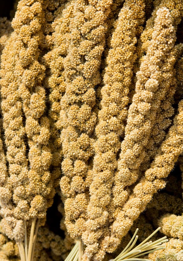 Millet , bird food stock photo. Image of nutritious, growing - 28852040