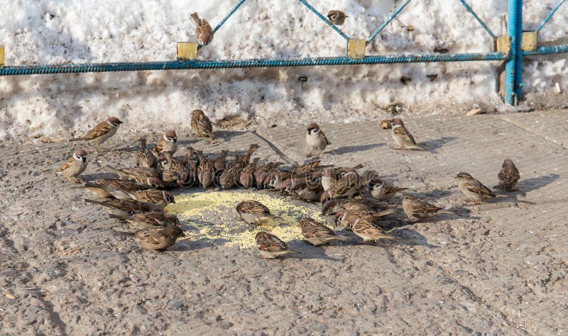 Millet for birds stock photo. Image of feather, snow - 51953864