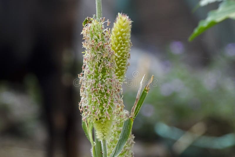 Millet corn stock image. Image of environment, healthy - 233617185