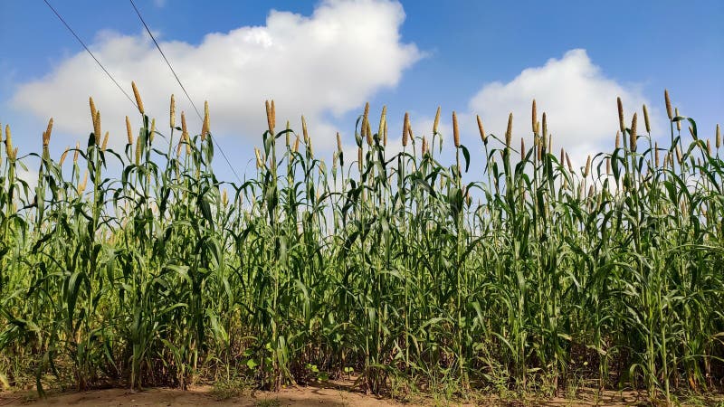 Millet Crop Field, Ripping Millet Crop Stock Image - Image of produce ...