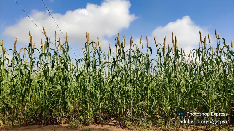 Millet Crop Field, Ripping Millet Crop Stock Image - Image of ...