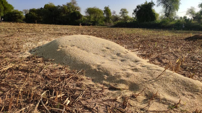 Millet Crop Fodder after Harvesting in the Field Stock Photo - Image of ...